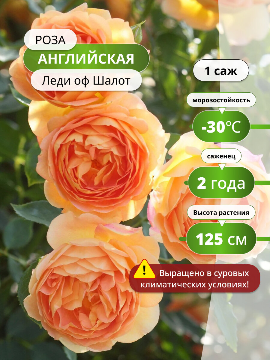 Роза английская Леди оф Шалот (Lady of Shalott) / розы многолетние, 1 шт