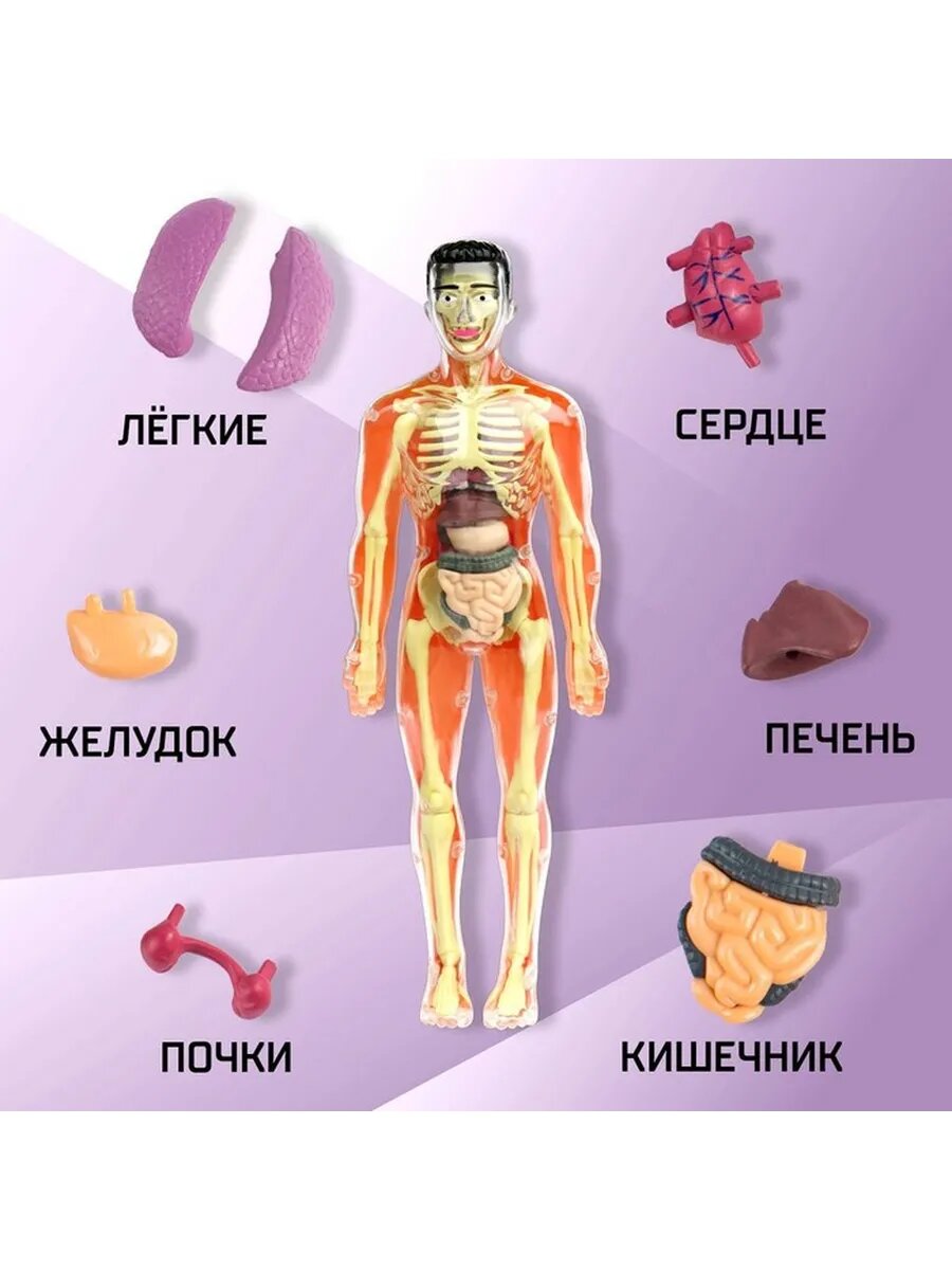 Набор для опытов «Строение тела», анатомия человека