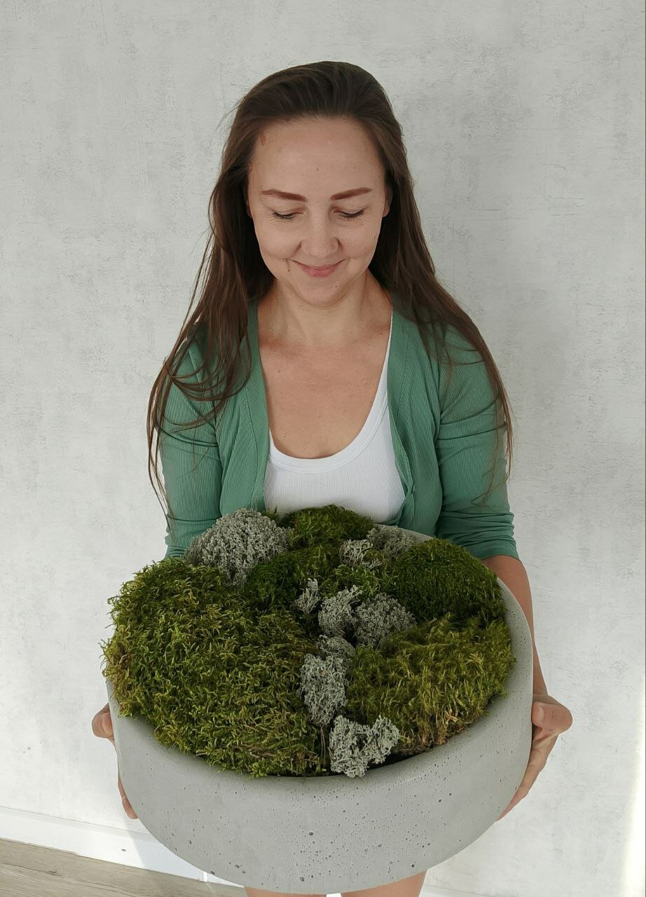 Живой мох сфагнум ягель в кашпо из бетона