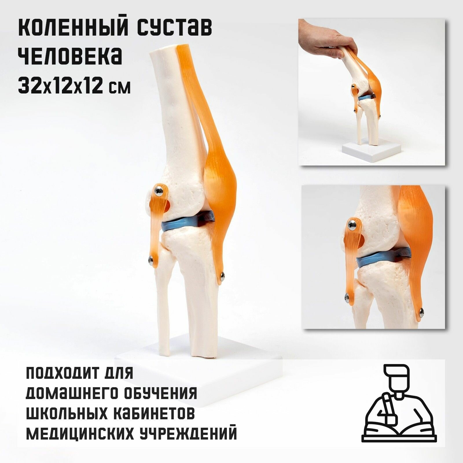 Анатомическая модель Макет коленного сустава , 32 12 12 см