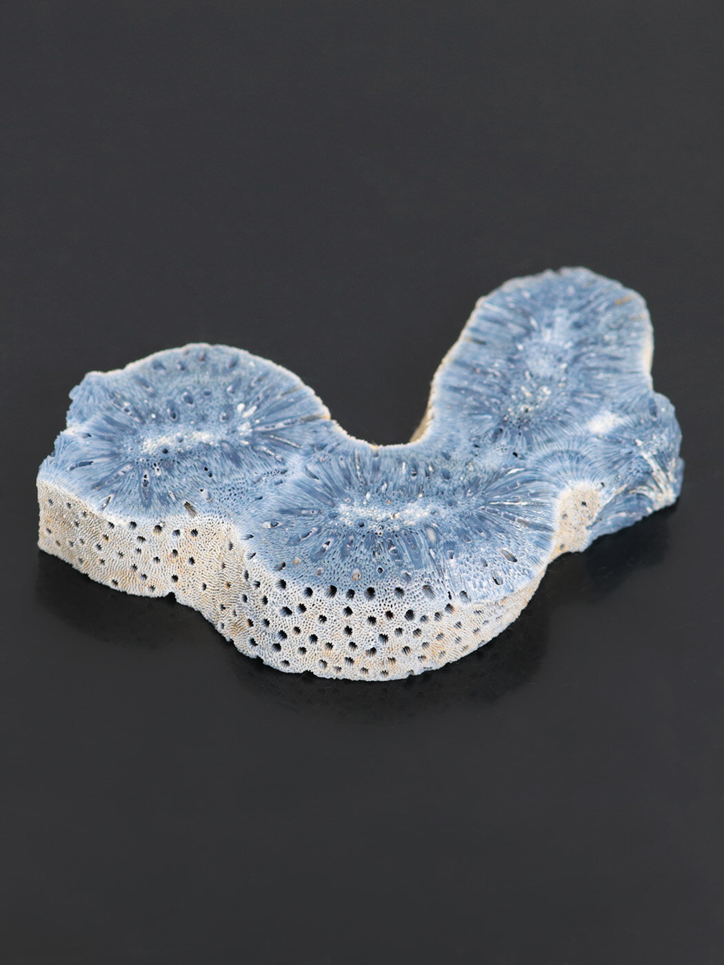 Срез натурального корала, синий (70-80 г)