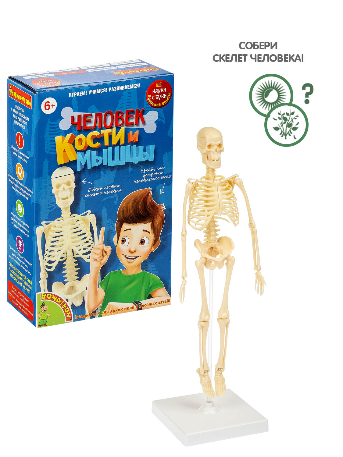 Набор для опытов Bondibon "Кости и мышцы" Японские опыты Науки с Буки