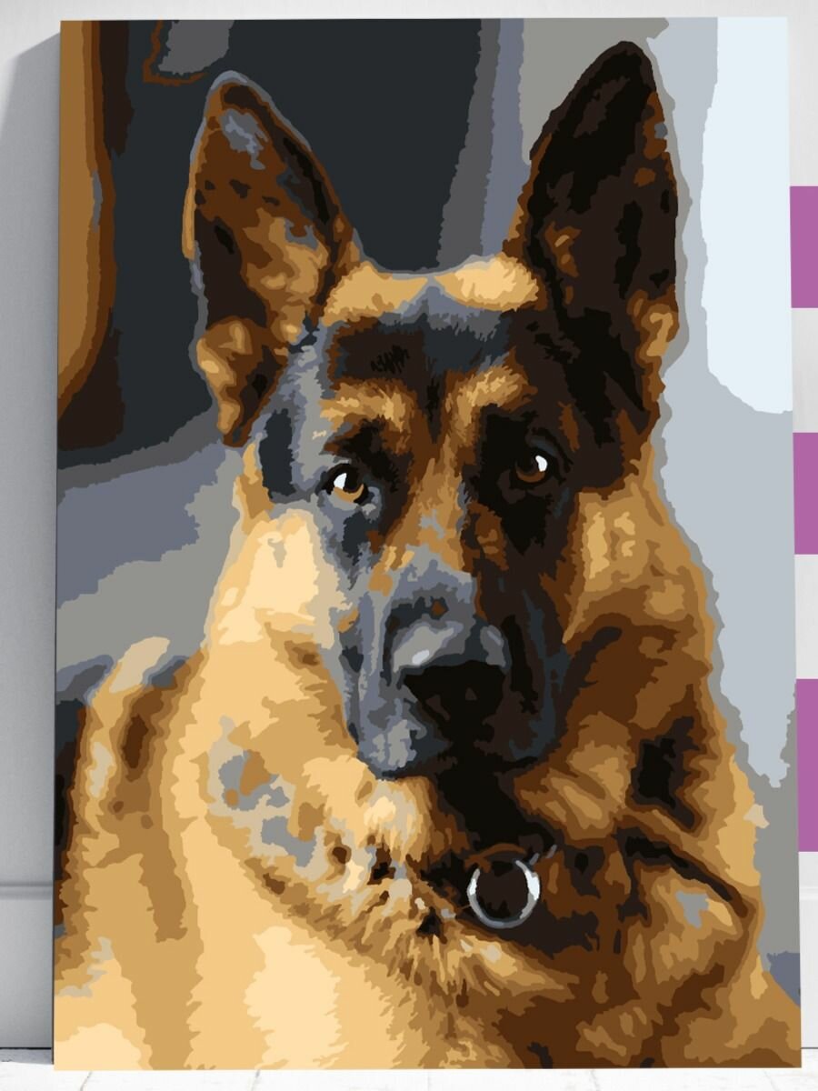 Картина по номерам "Немецкая овчарка"