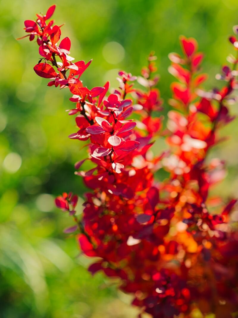 Барбарис Тунберга Пурпурнолистный Элива, Семена, 20 шт, семена декоративных растений