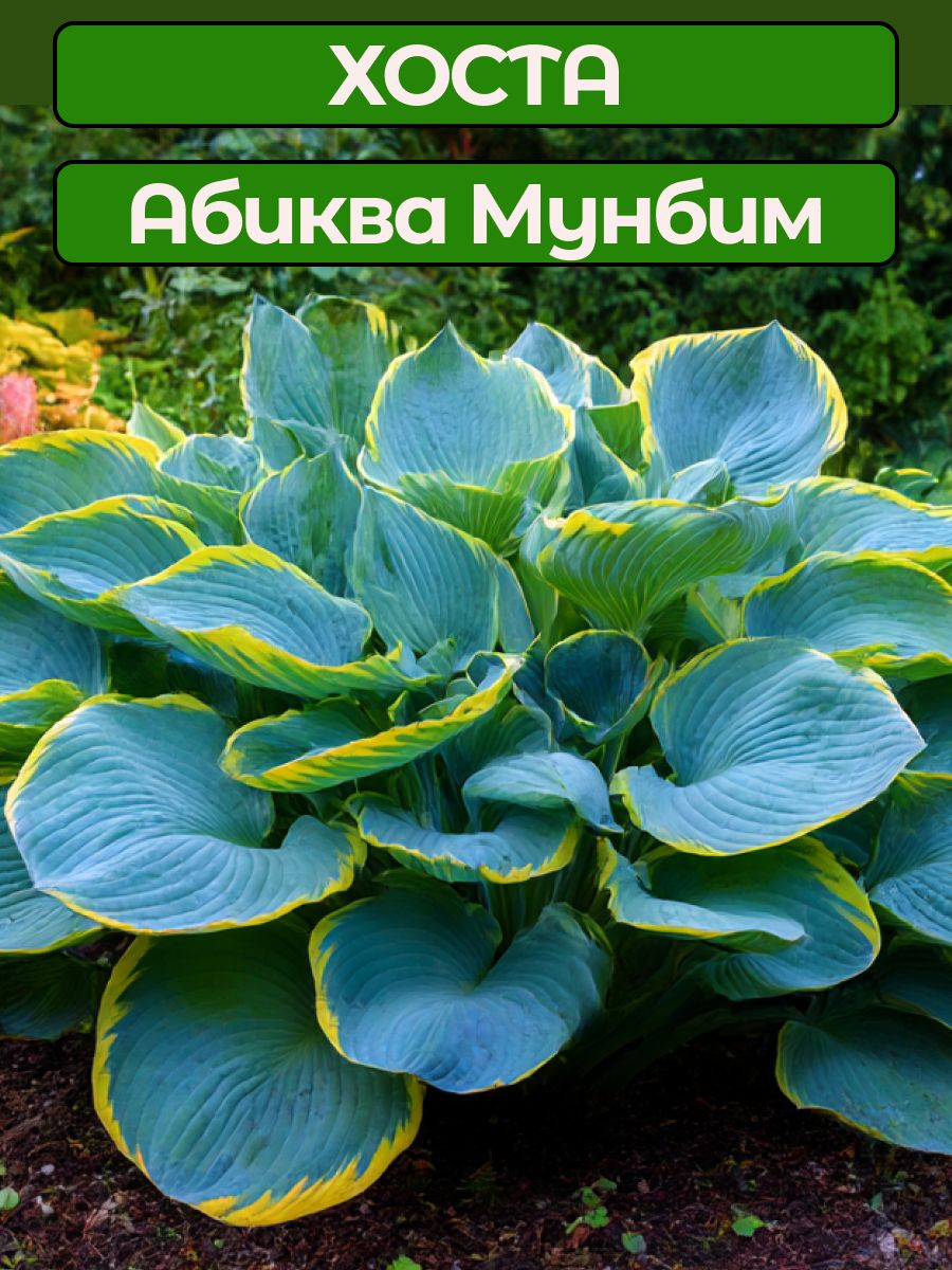 Хоста Абиква Мунбим, 1 шт