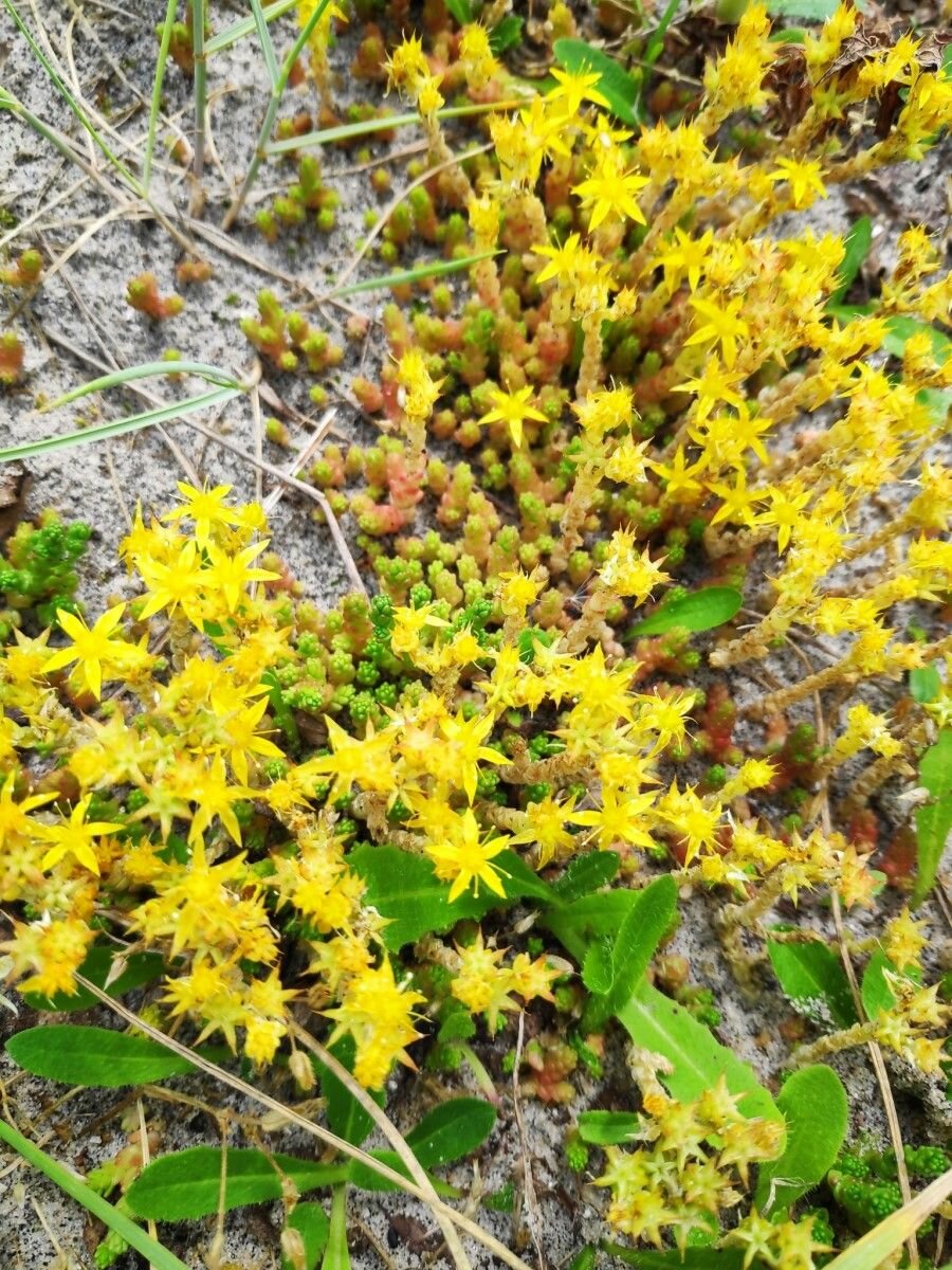 Семена Седум едкий (Sedum acre), 25 штук