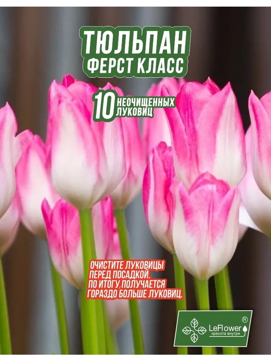 Тюльпан Ферст Класс 10 луковиц, Голландия