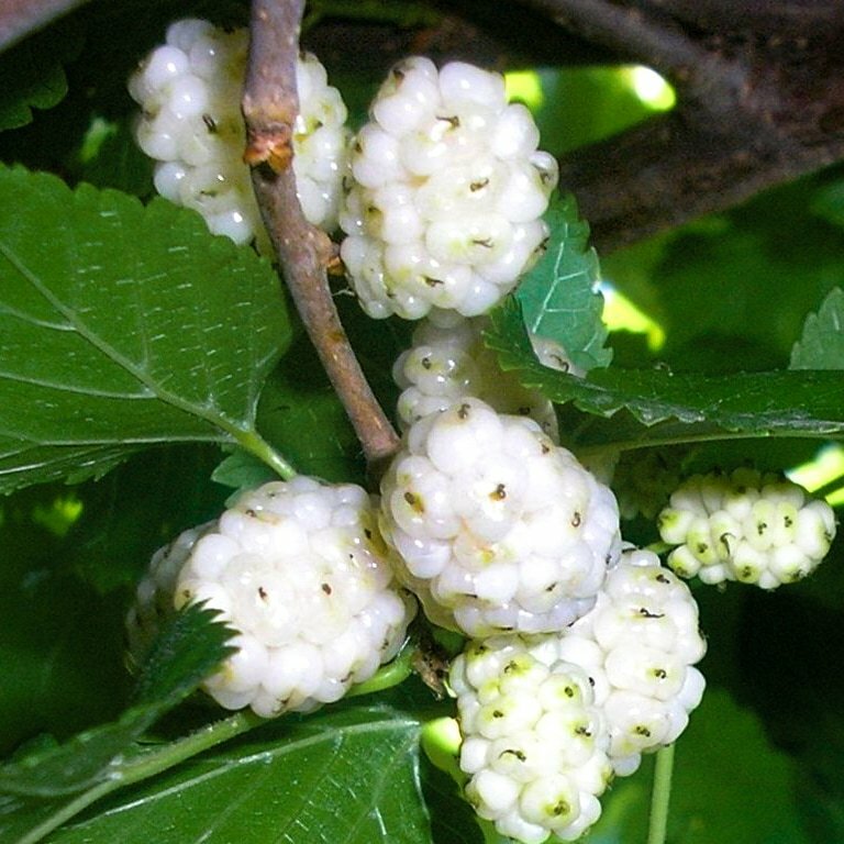 Шелковица белая (Morus alba)