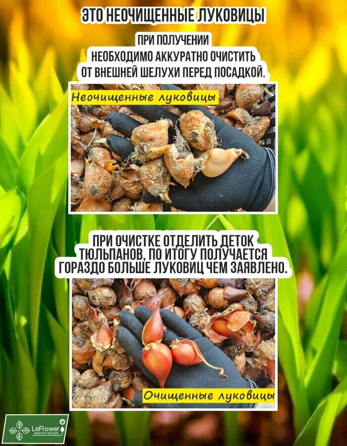 Тюльпан LeFlower "Апдейт", многолетник, высота 45см, упаковка 10 штук, 1 упаковка — фото 1