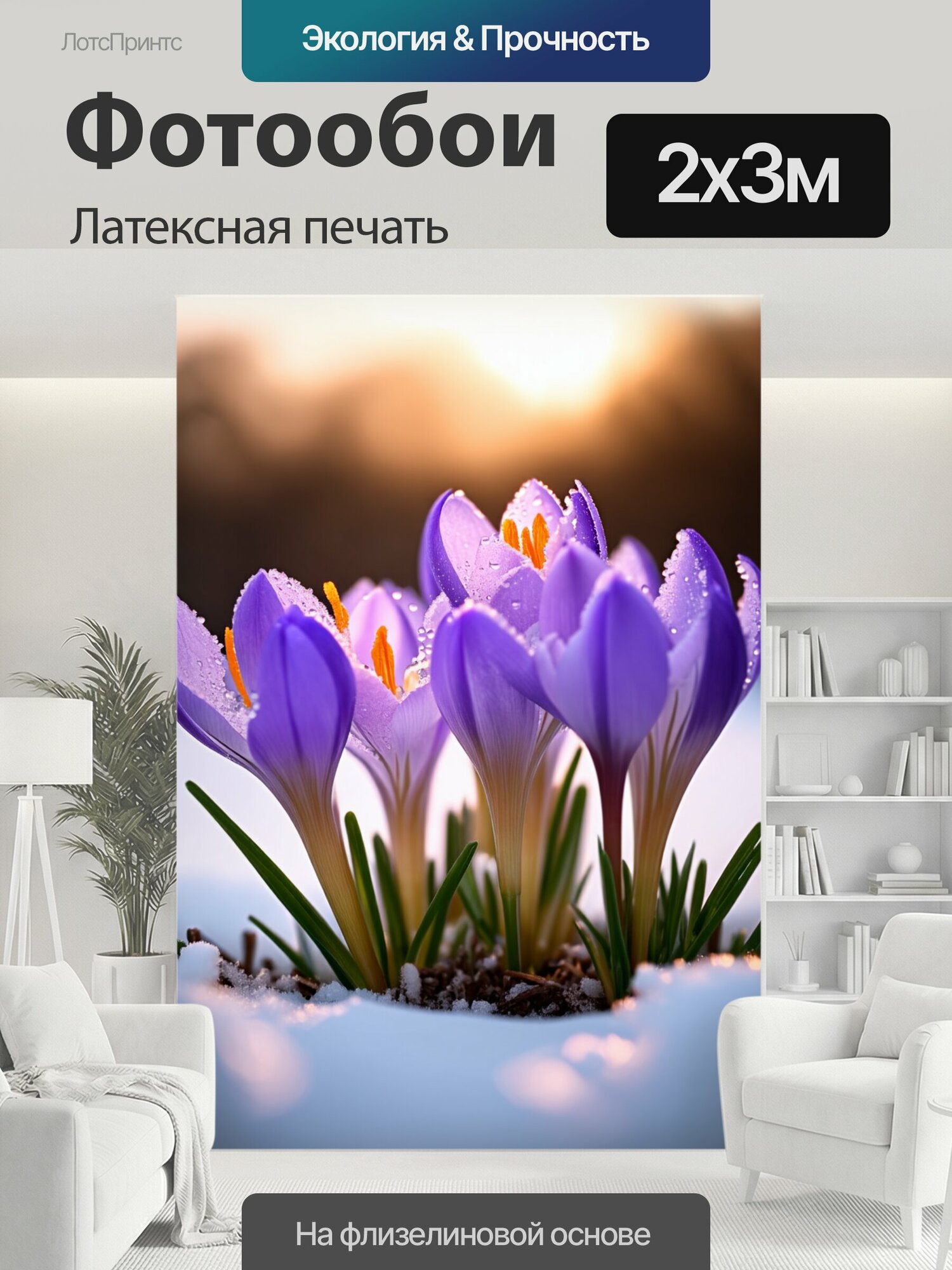 Фотообои моющиеся ударопрочные "Весенние цветы крокуса, растущие на фоне снежного покрова, нежные пурпурные лепестки с яркими оранжевыми." 200x300 см. латексная печать