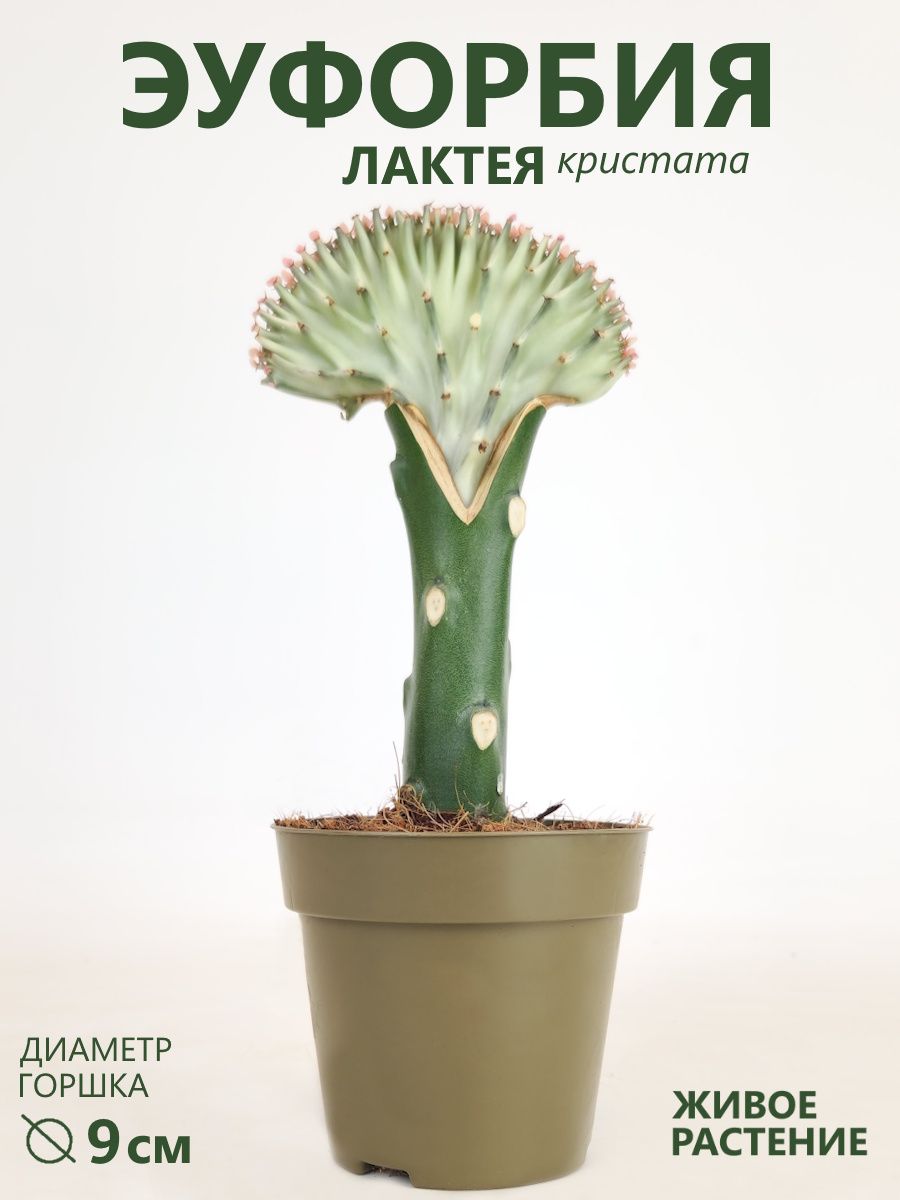 Эуфорбия Лактея Кристата (Euphorbia Lactea) D-9 см