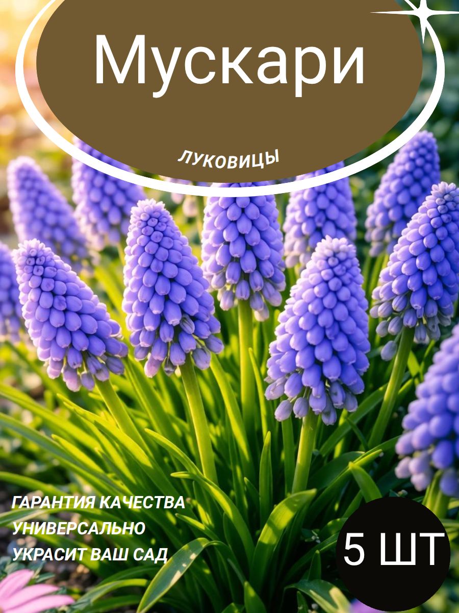 Луковицы Мускари