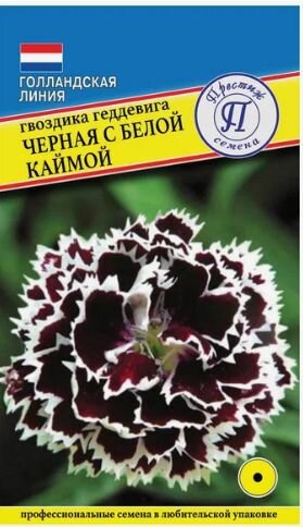 Гвоздика геддевига Черная с белой каймой Престиж / 15 семян