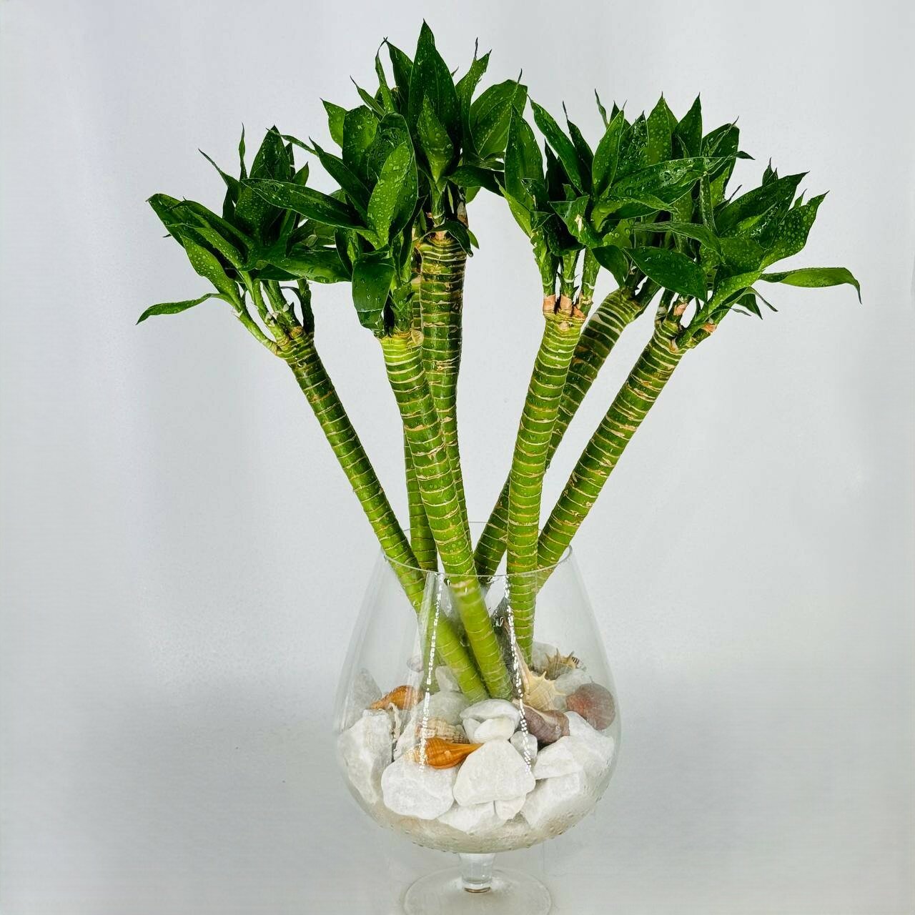 Интерьерная композиция в стеклянном бокале. Счастливый бамбук лаки. Drасаеnа Luсky Ваmbоо