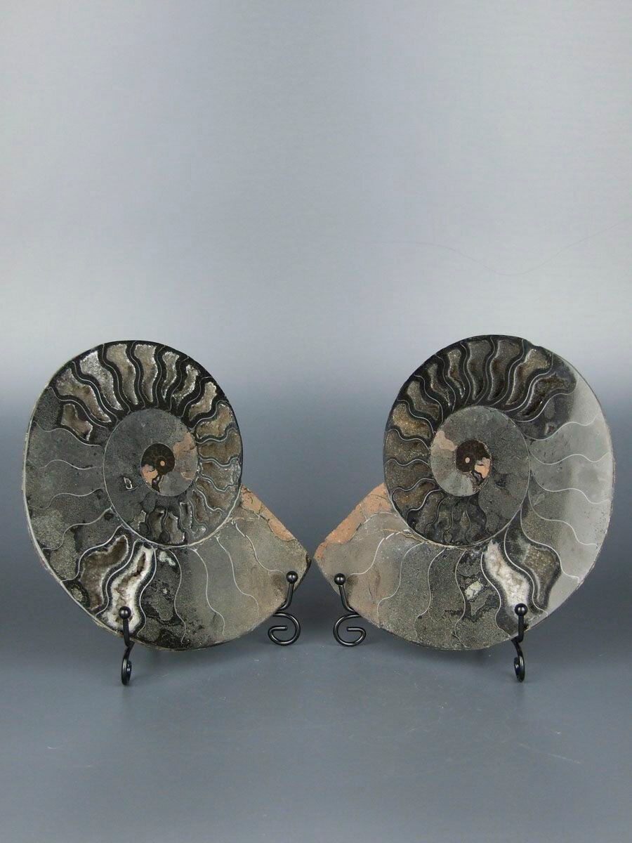 Аммонит натуральный 17 см Мадагаскар на подставках