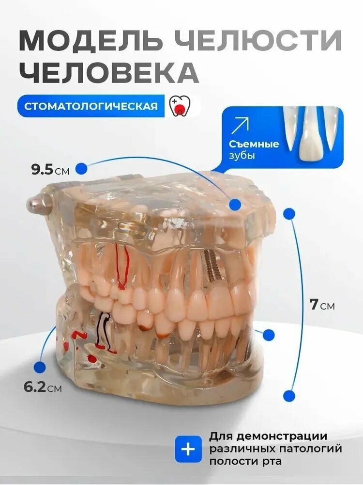 Стоматологическая модель челюсти человека Corpo dente, 32 зуба