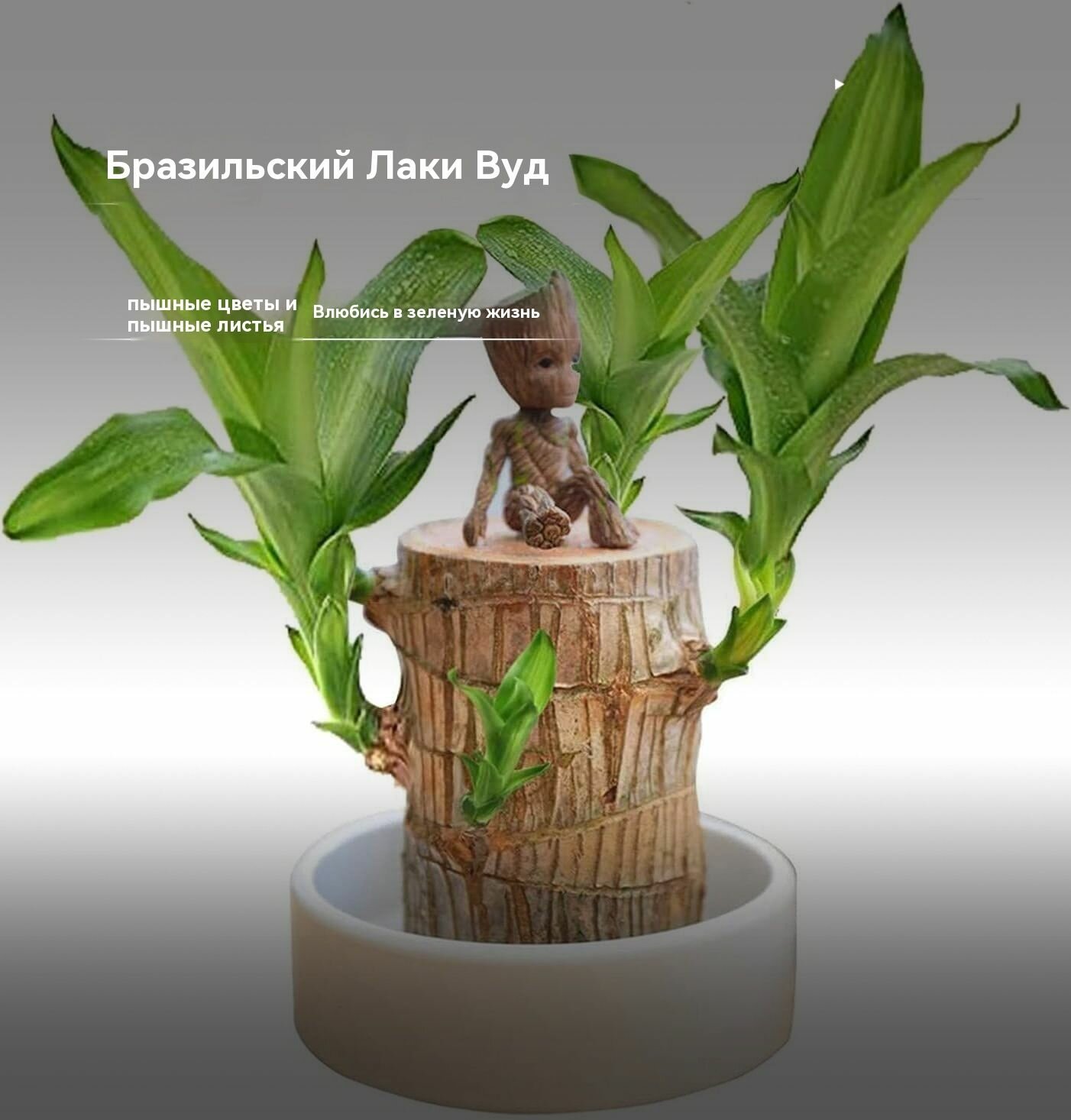 Миниатюрный бразильский счастливый бамбуковый кол в горшке Гидропонный подарок (бразильское дерево/кукла)