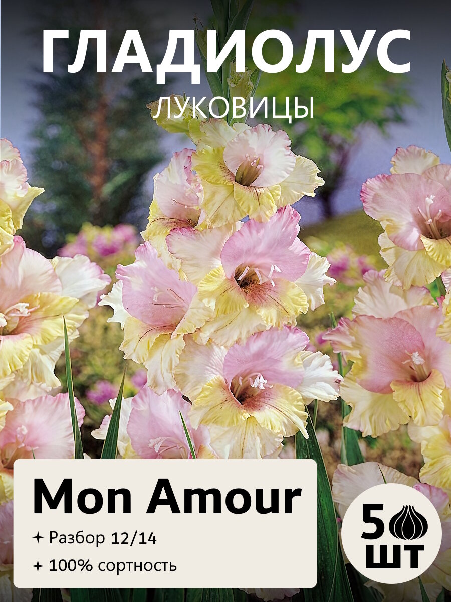 Гладиолусы луковицы крупноцветковые Мон Амур (Mon Amour), 5 шт