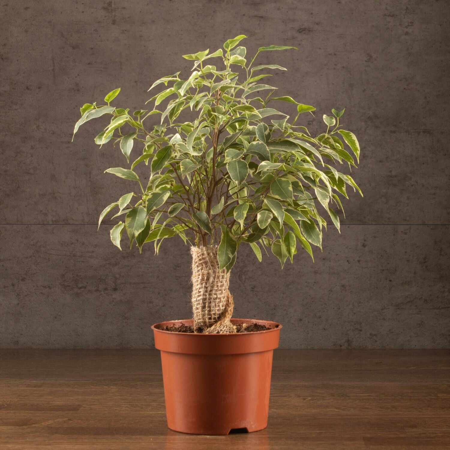 Фикус Бенджамина Кинки в джуте 30/12