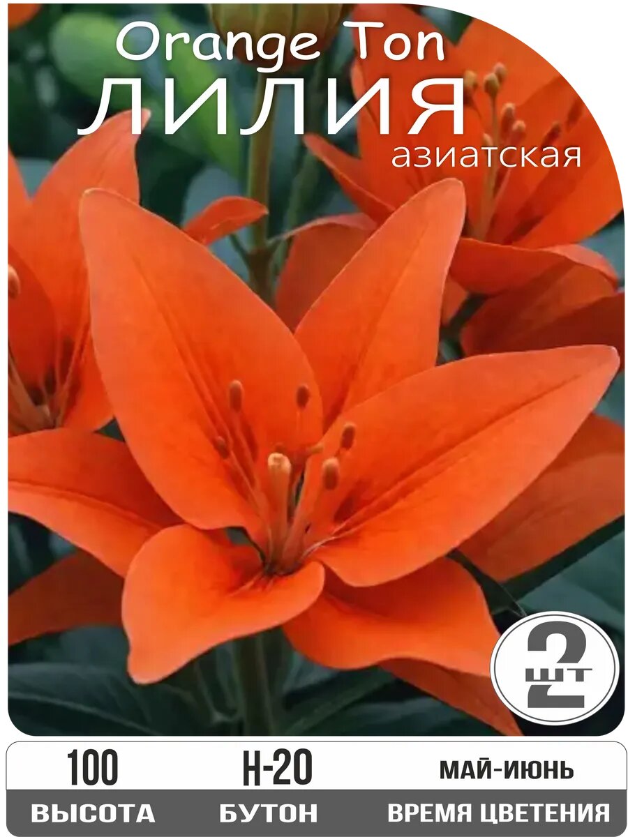 Лилия луковицы многолетние Оранж Тон, азиатская, высота 100см, оранжевый, 2шт
