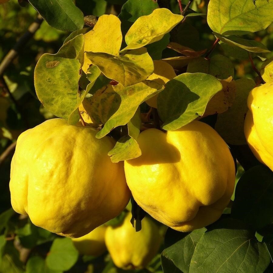 Семена Deodar SEEDS COMPANY Айва обыкновенная 15 шт.