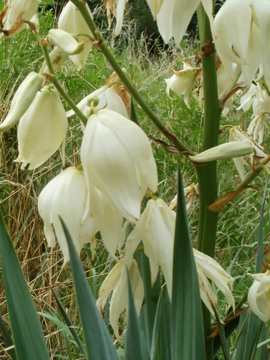 Юкка гибридная семена 4 штуки