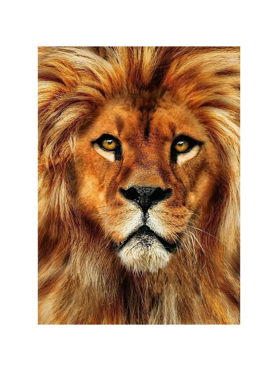 Творческий набор алмазной мозаики "Лев" 15х21 см