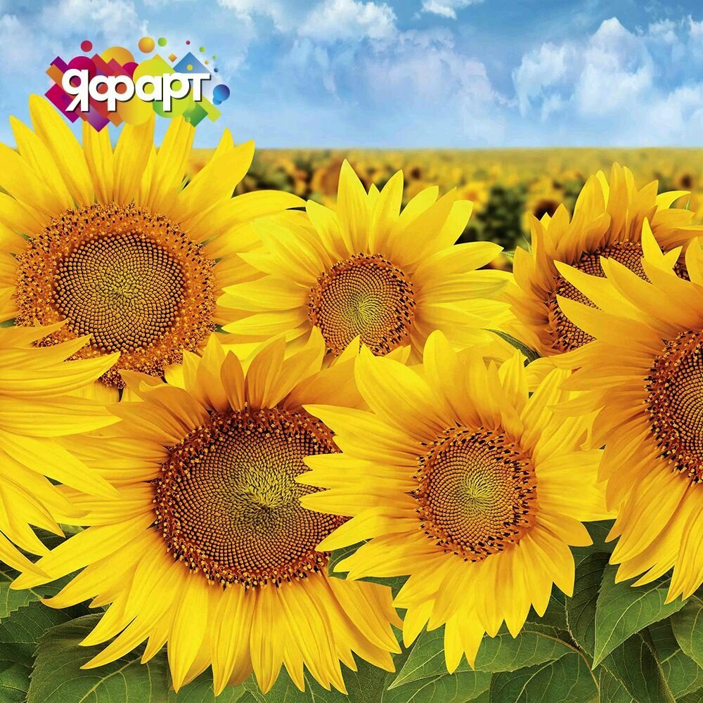 Кухонный фартук на стену (Декоративная панель с термопереводом) "Подсолнухи" 3000x600мм