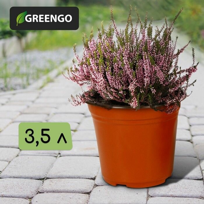 Горшок для рассады, 3,5 л, d 20,5 см, h 17 см, Greengo