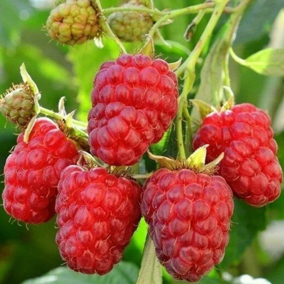 Малина крупноплодная Красная Королева / 1 шт, морозостойкий сорт