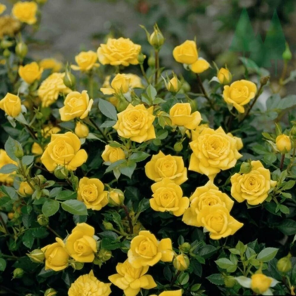 Роза спрей Сан Сити (Sun City), 2 шт, роз, ароматный сорт