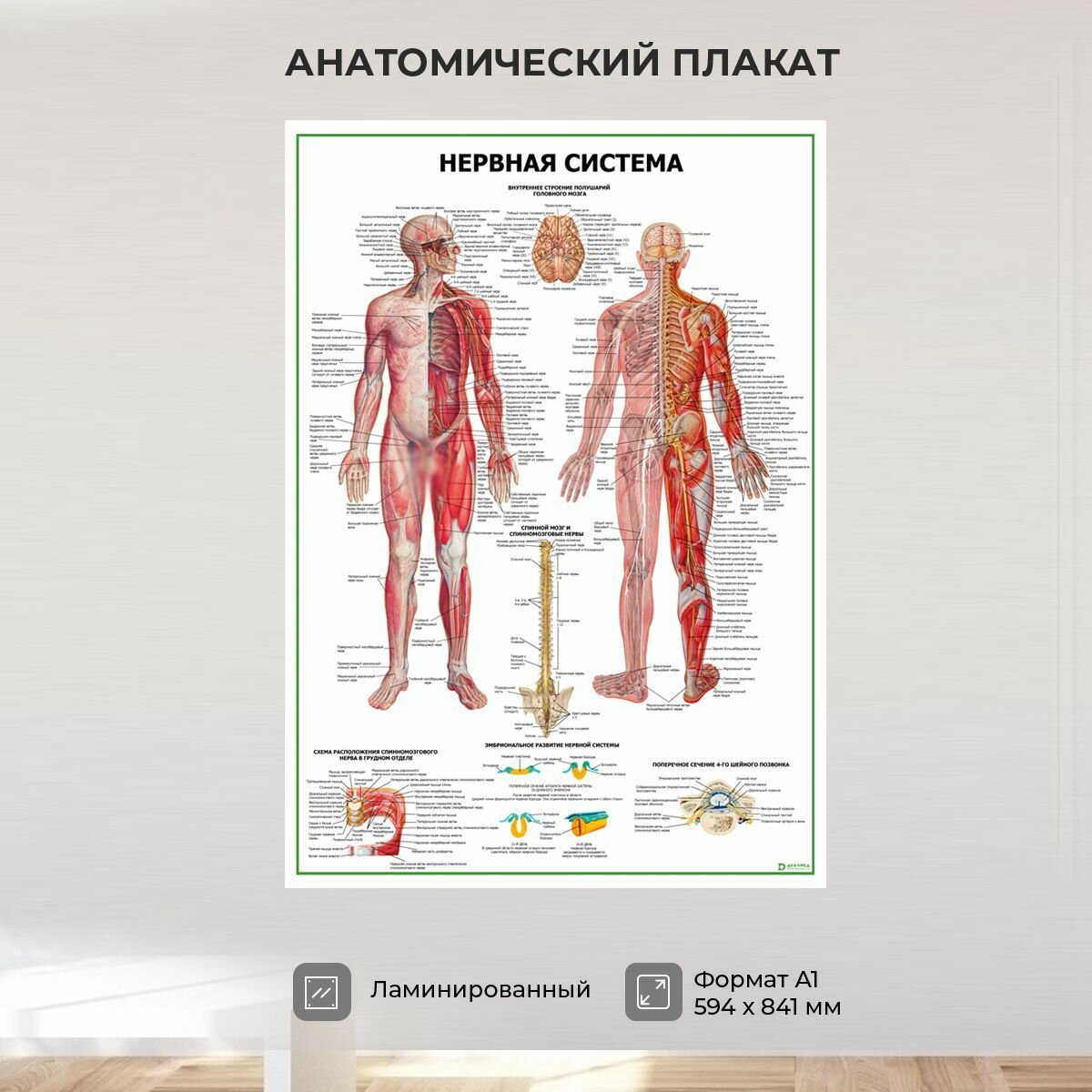 Обучающий медицинский плакат Нервная система человека А1