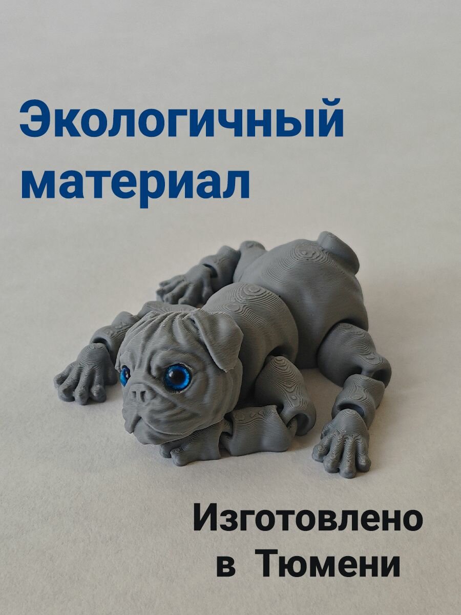 Мопс подвижный — фото 1