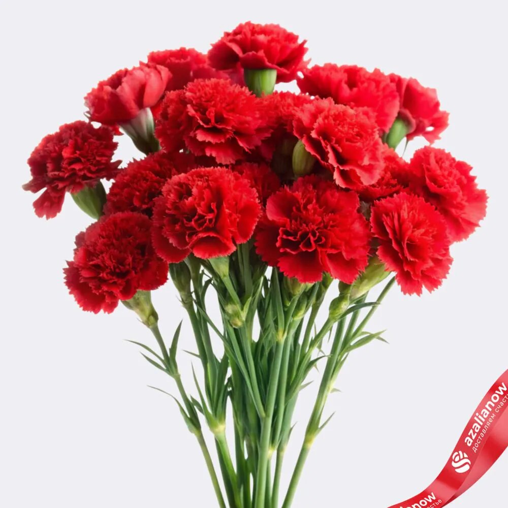 Букет из 15 красных кустовых гвоздик, Диантус, Голландия от АзалияНау