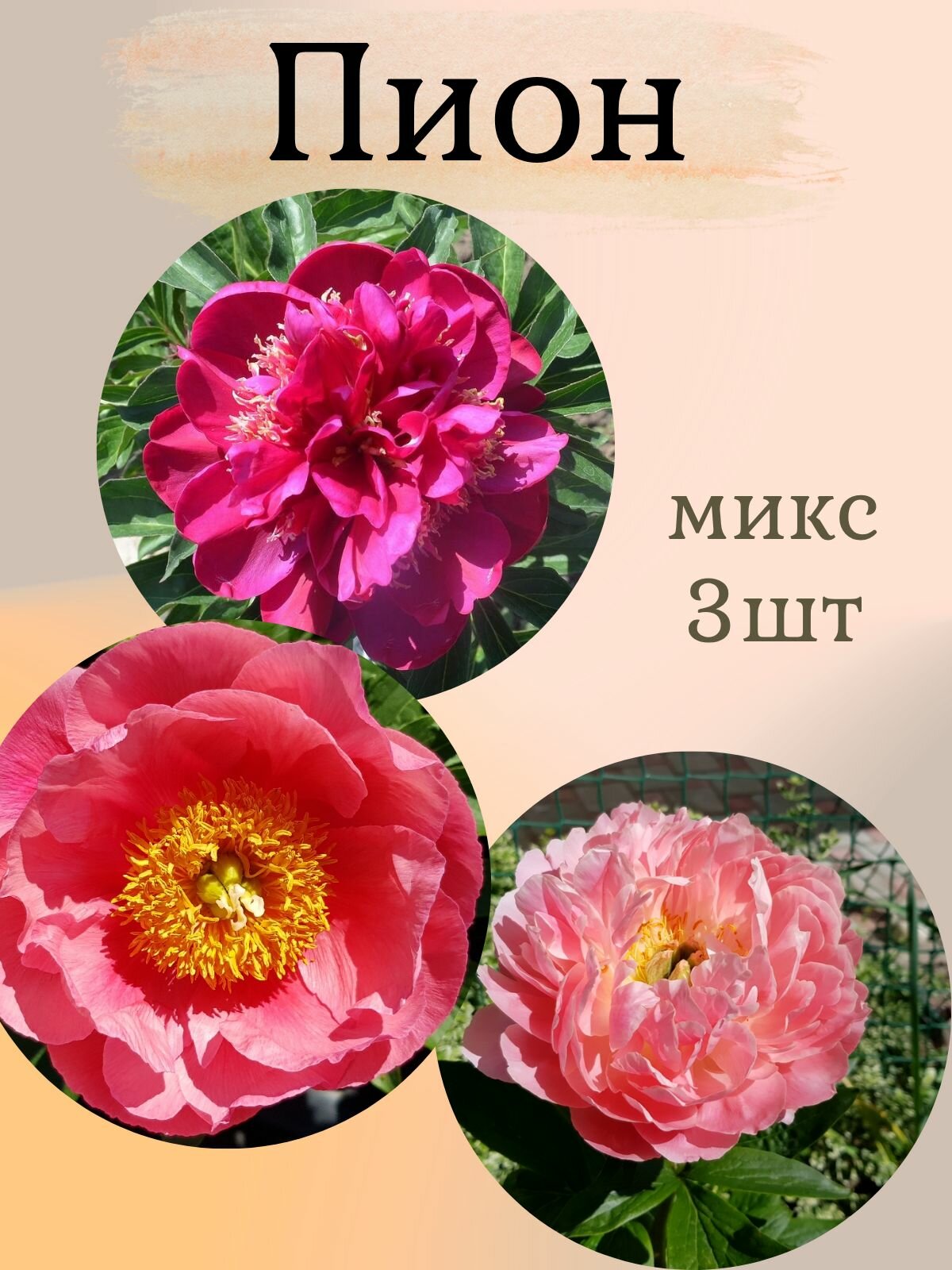 Пионы, многолетние цветы Микс из 3 штук