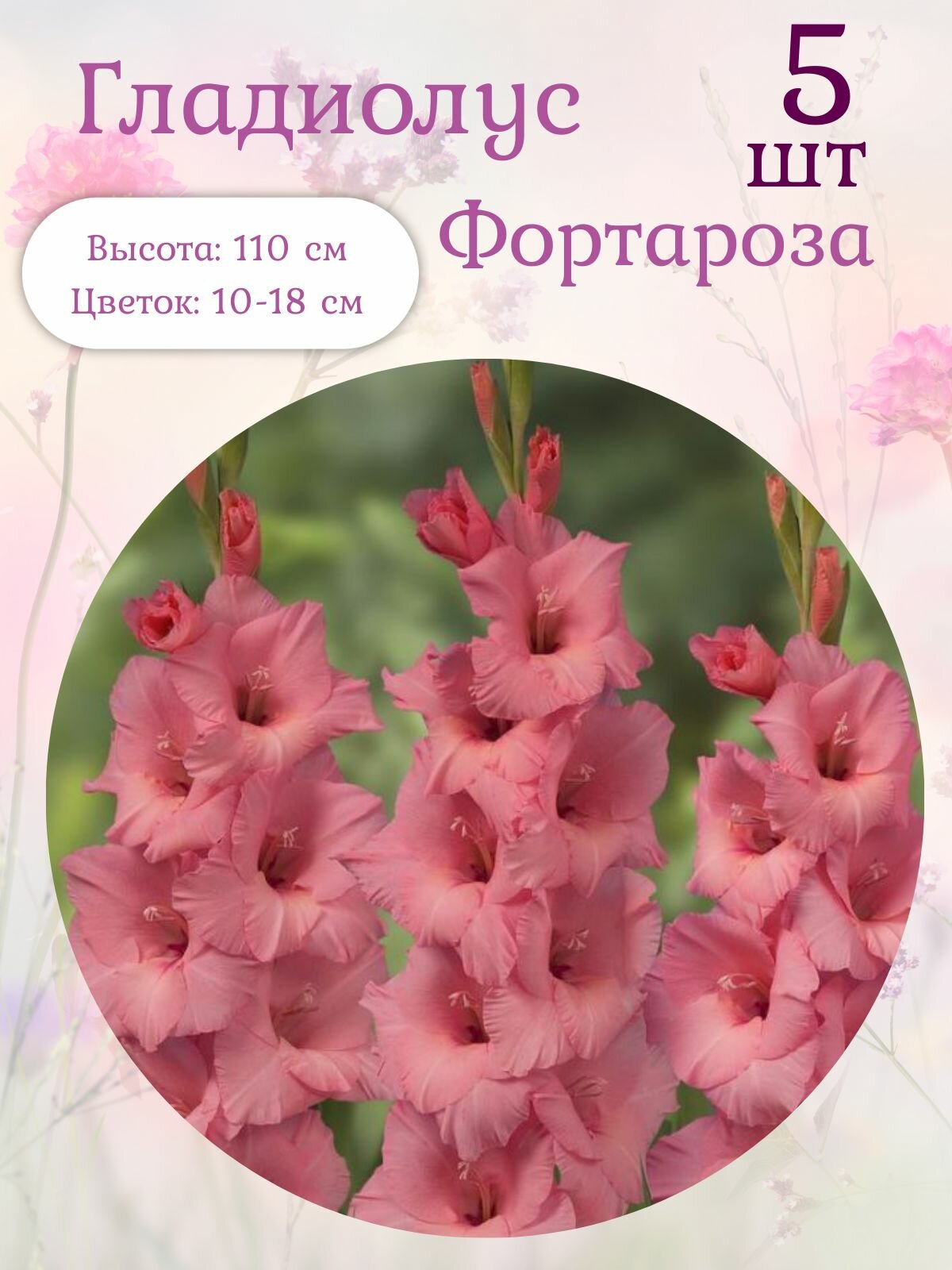 Гладиолусы, многолетние цветы, луковицы 5 шт.