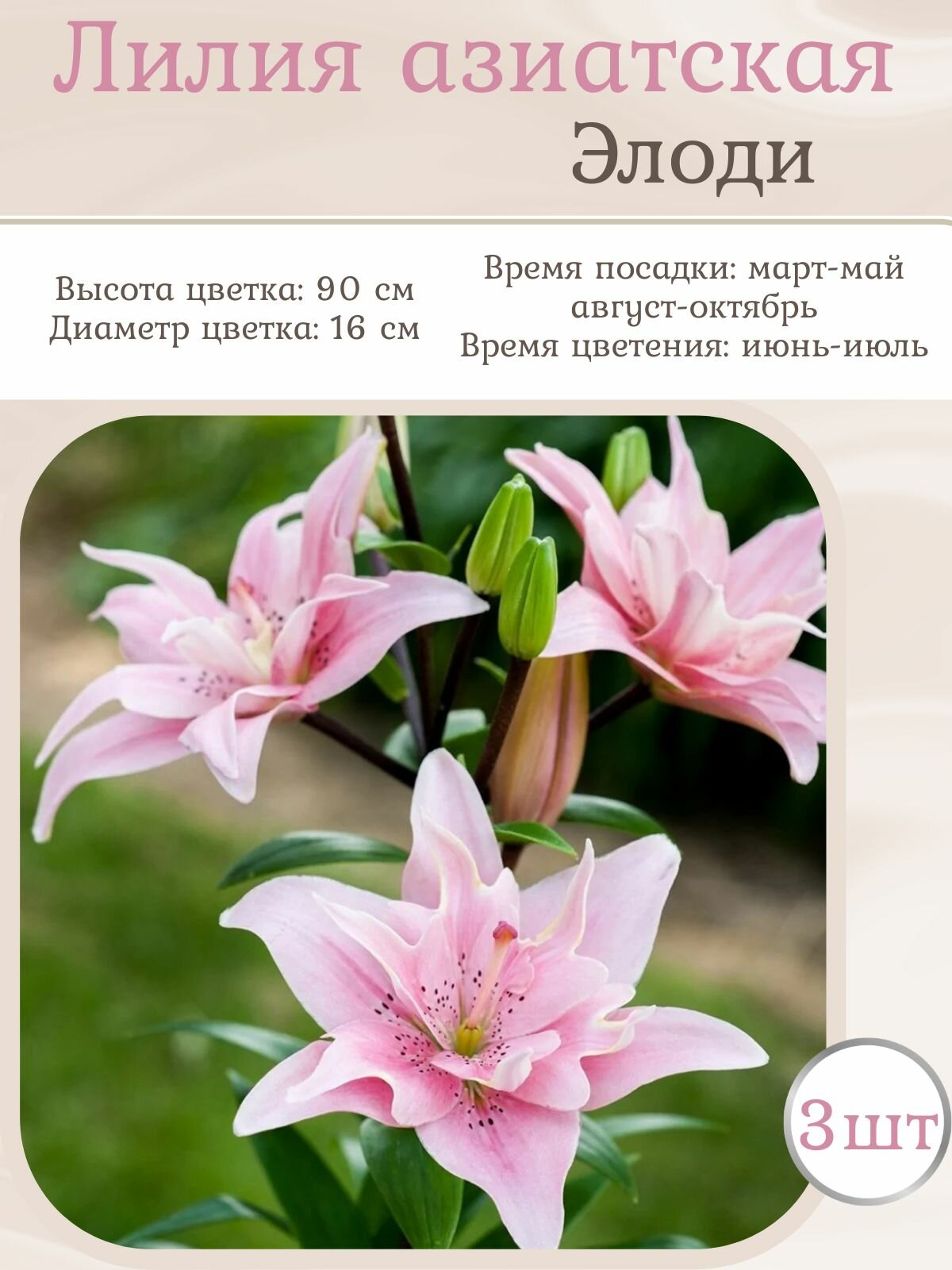 Лилия Азиатская, многолетние цветы, луковицы 3 шт