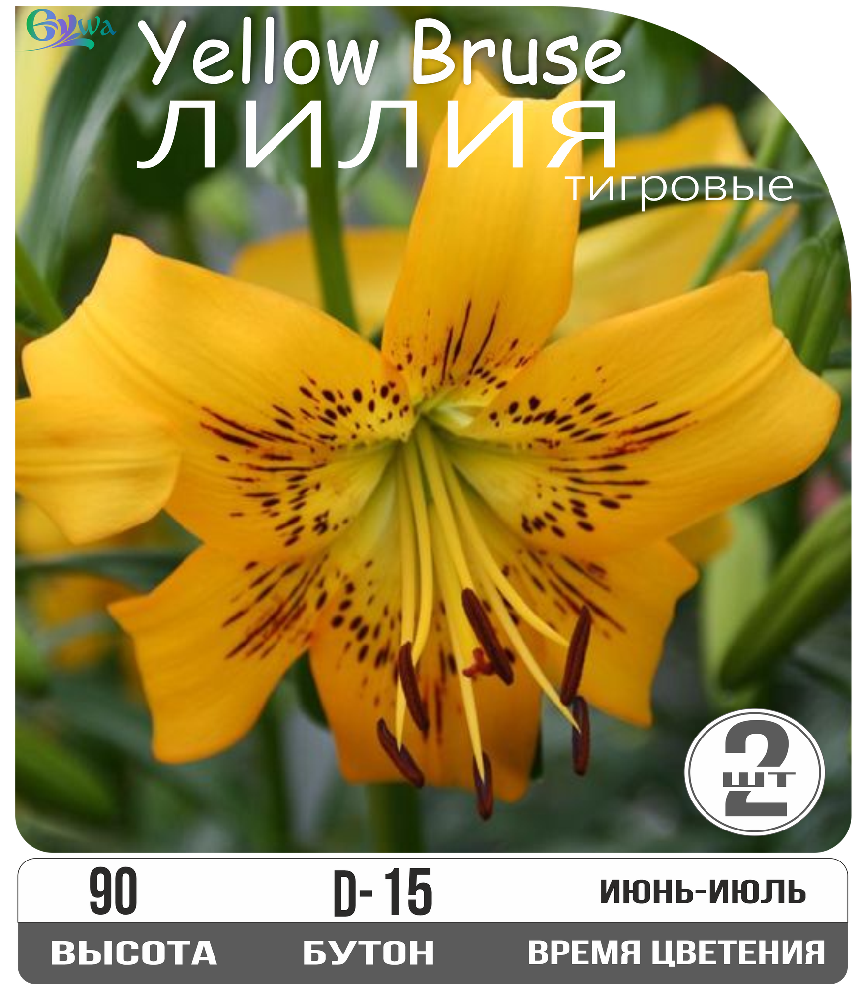 Лилия луковицы многолетние Еллоу Брюс, тигровые , многолетник, высота 90см, желтый с крапом, 2шт.
