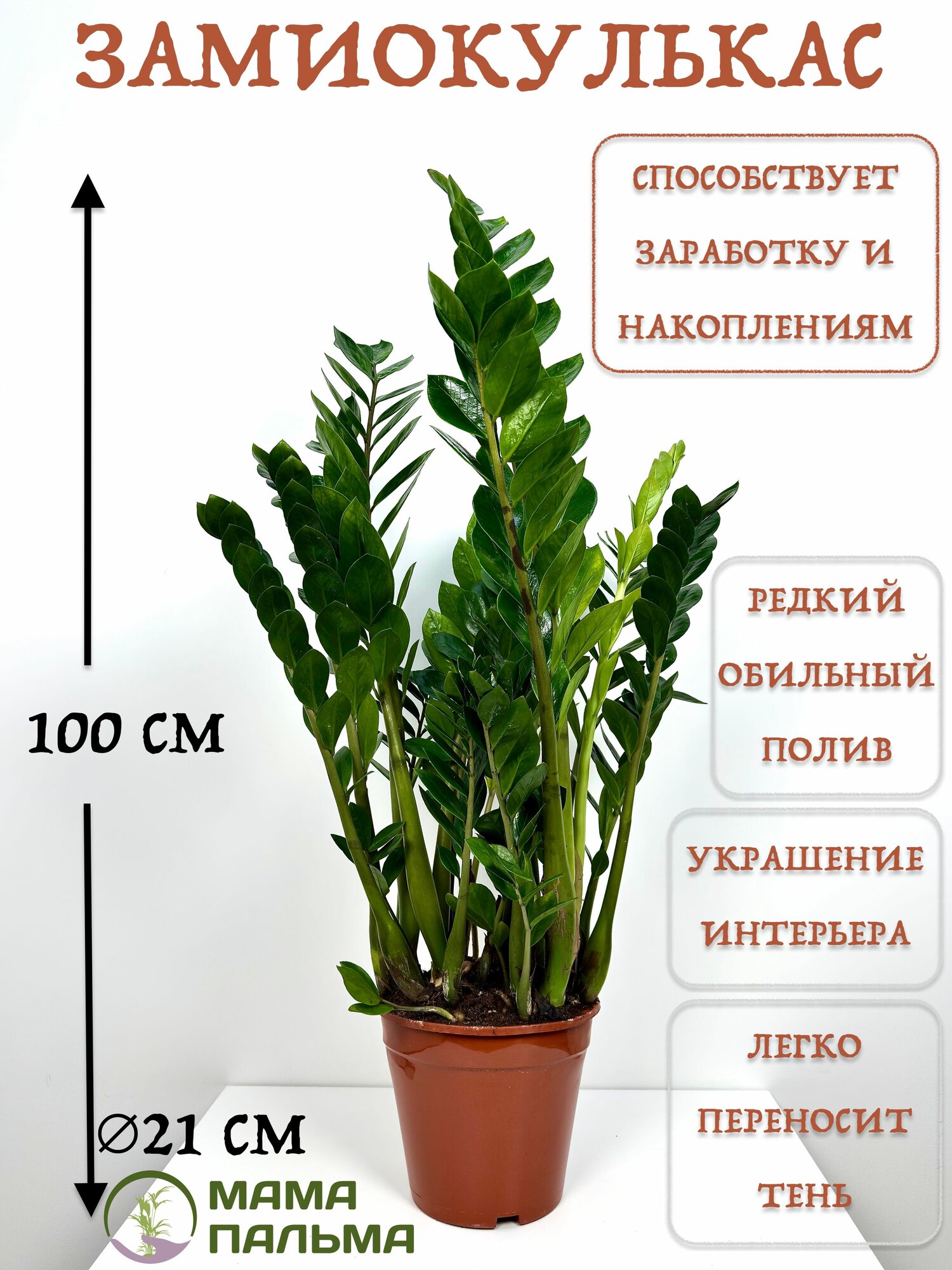 Замиокулькас живой долларовое дерево в горшке D21 высота 100 см крупномер