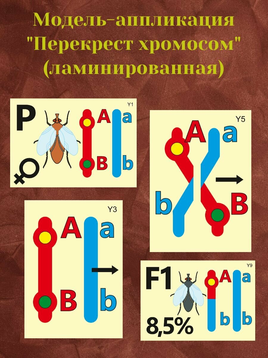 Модель-аппликация Перекрест хромосом