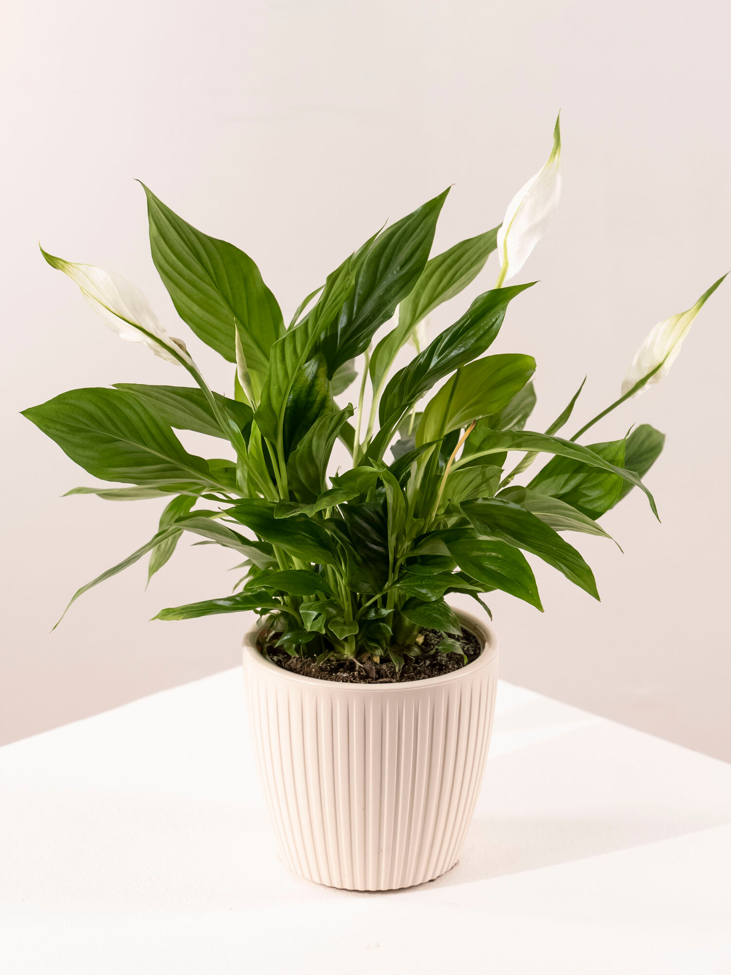 Geo Glass: Спатифиллум цветок живой в интерьерном кашпо 30-35 см , цветок женское счастье