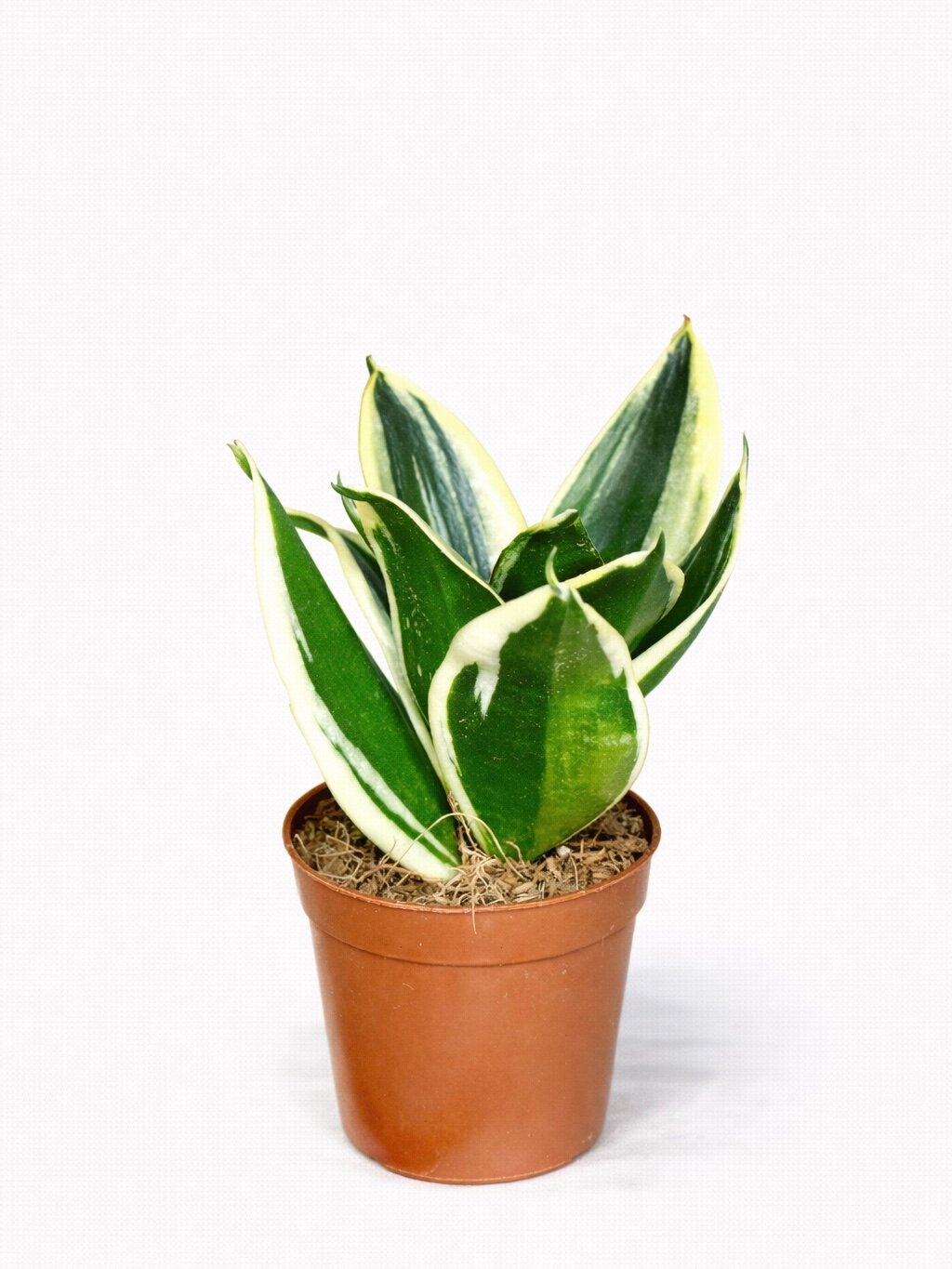 Сансевиерия Ханни (Sansevieria trifasciata Hahnii) 9см