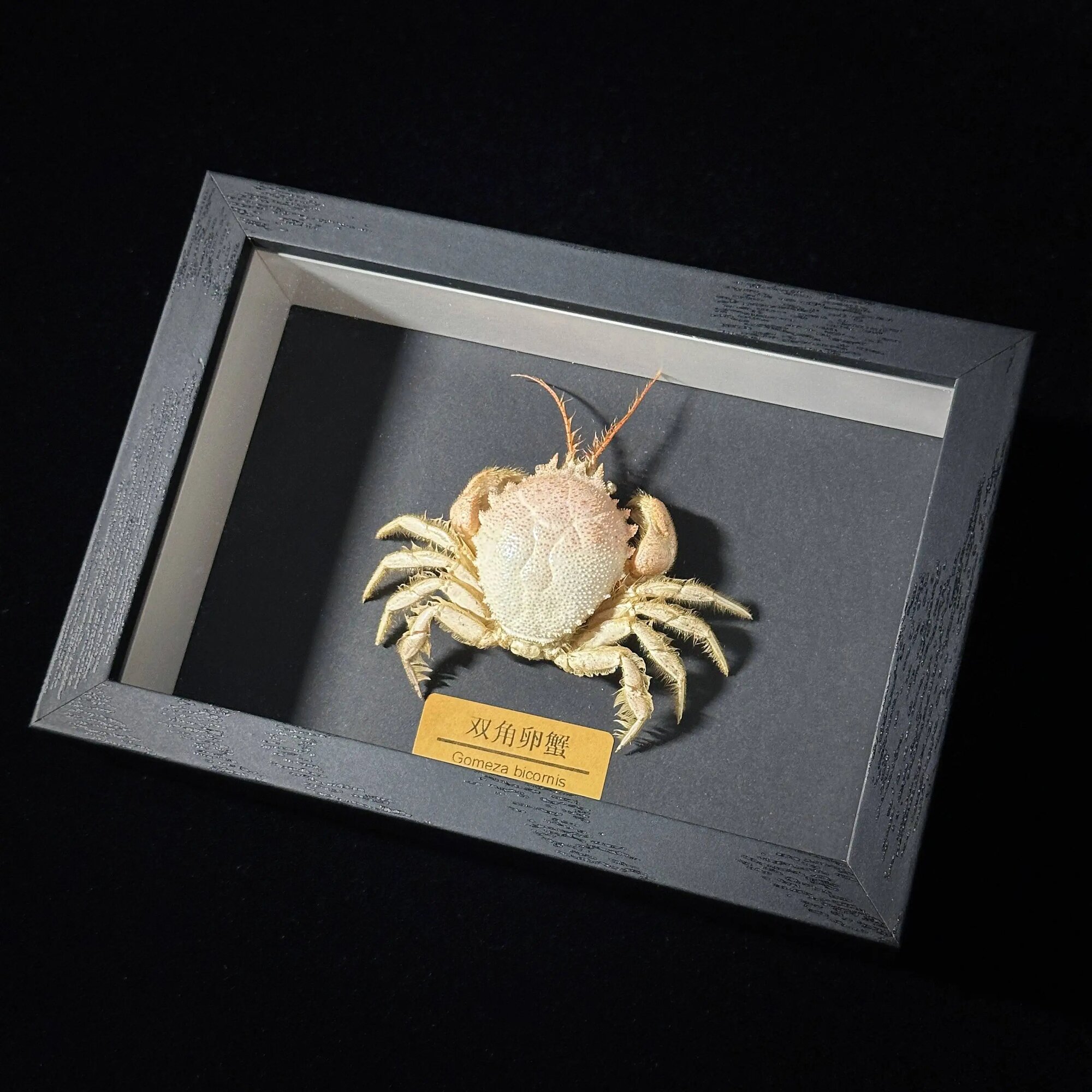 Статуэтка краба Gomeza bicornis frame