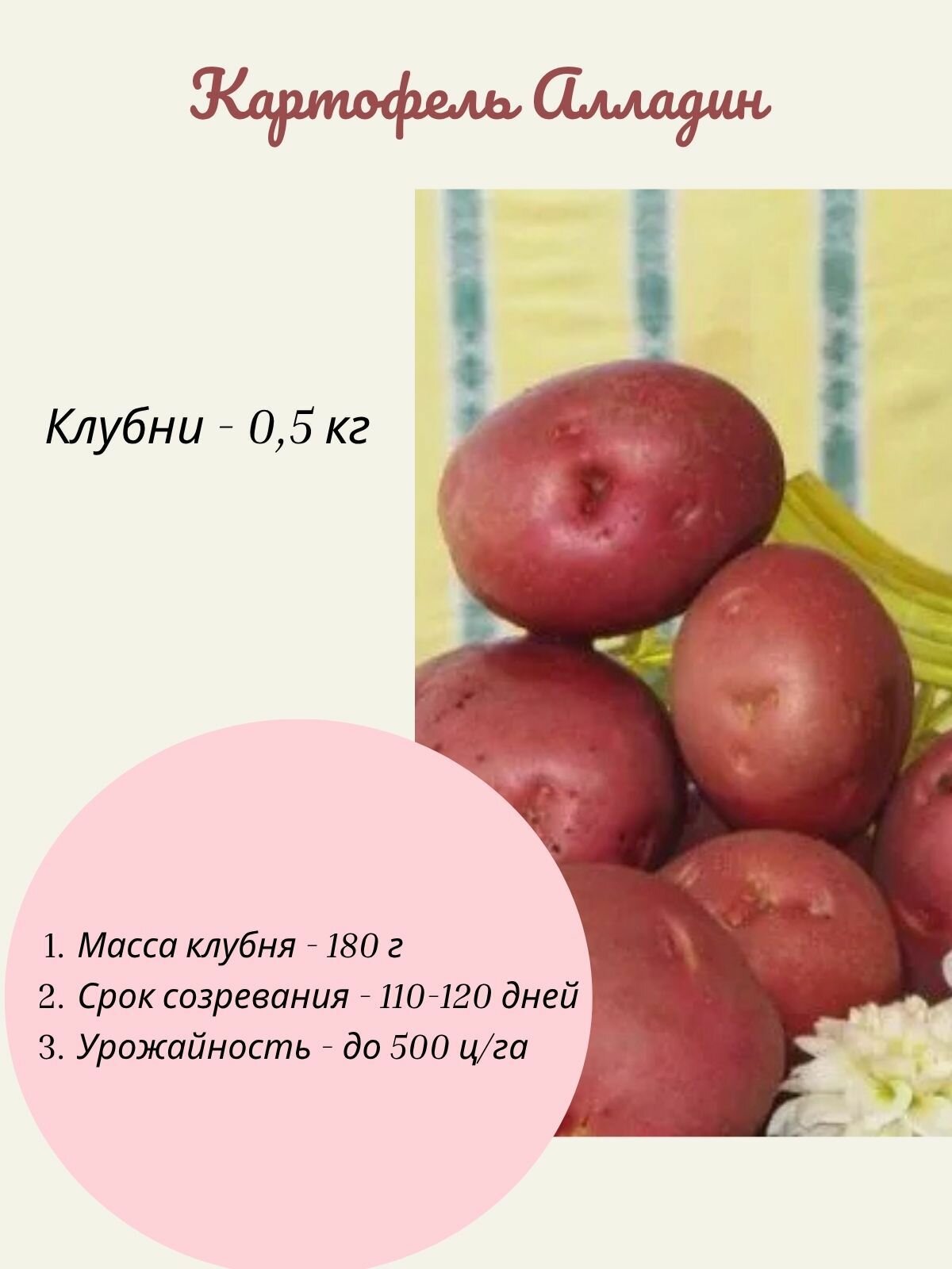 Картофель красный Алладин 0,5 кг на посадку