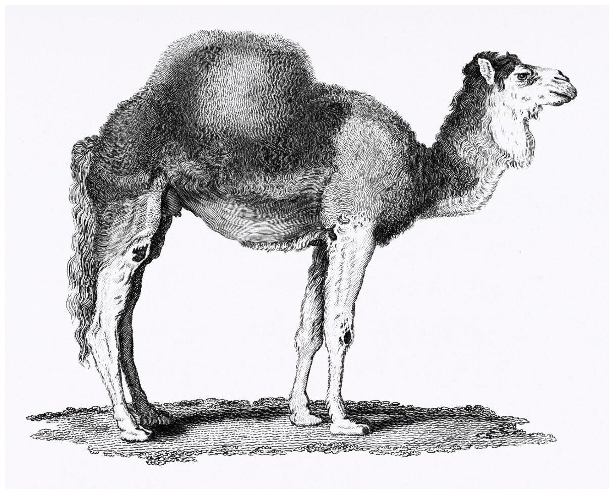 Постер / Плакат / Картина Старый верблюд 40х50 см в подарочном тубусе