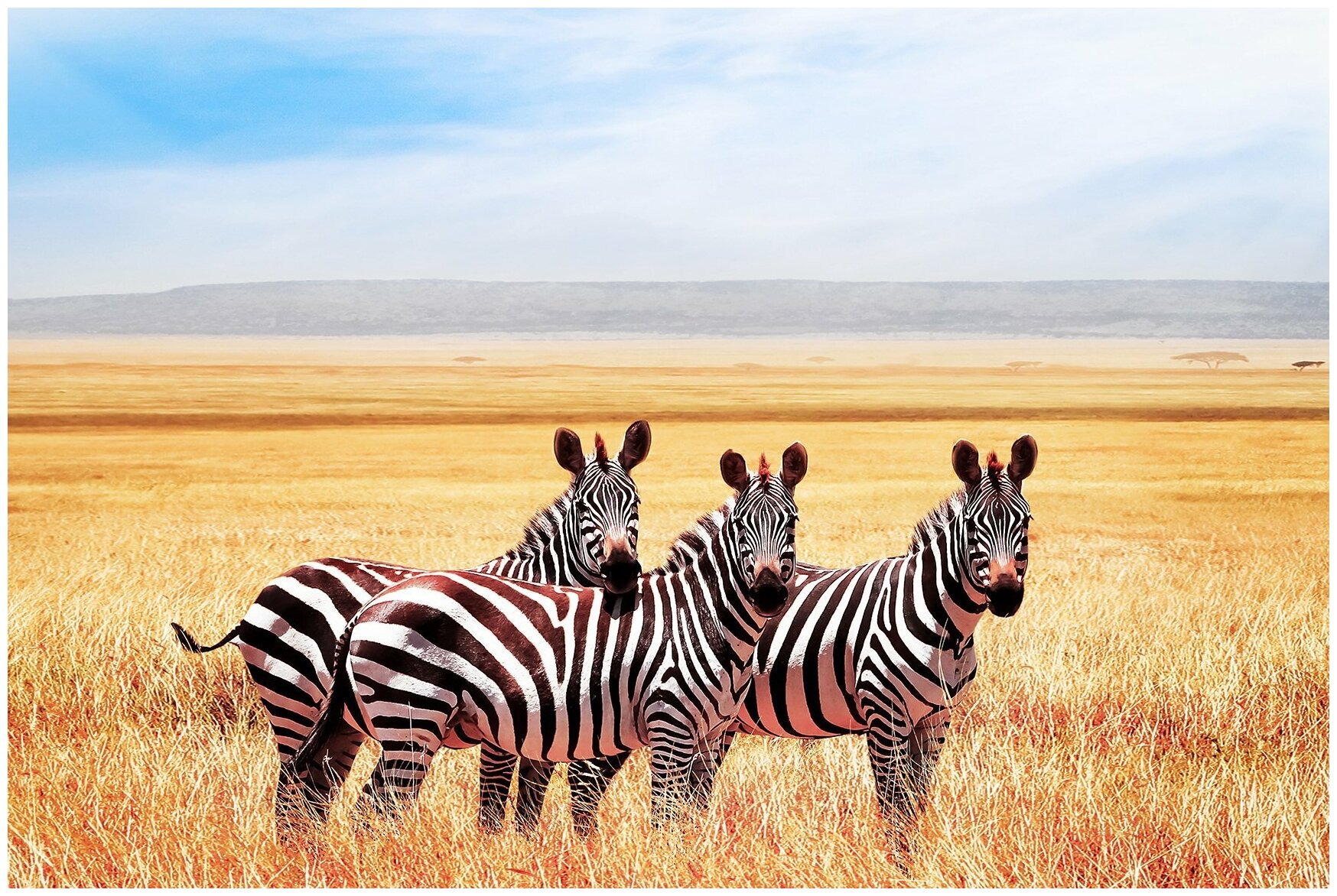 Постер / Плакат / Картина Три зебры 50х70 см в подарочном тубусе