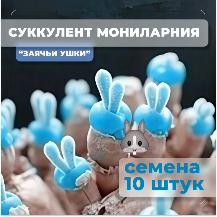 Монилария "Заячьи ушки" голубые, милый суккулент для дома, 10 семян