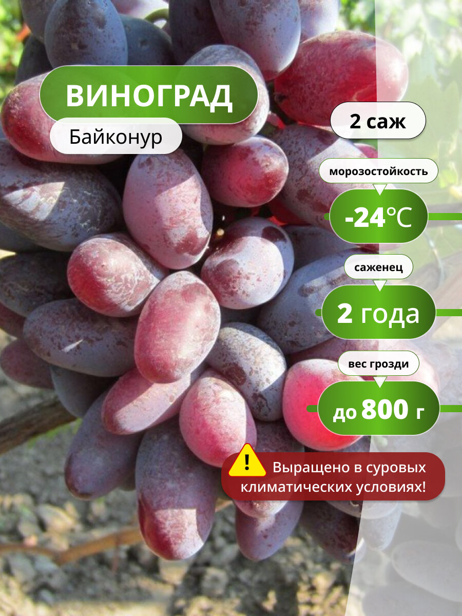Виноград "Байконур", 2 , раннеспелый, крупноплодный, , многолетнее, 1 шт