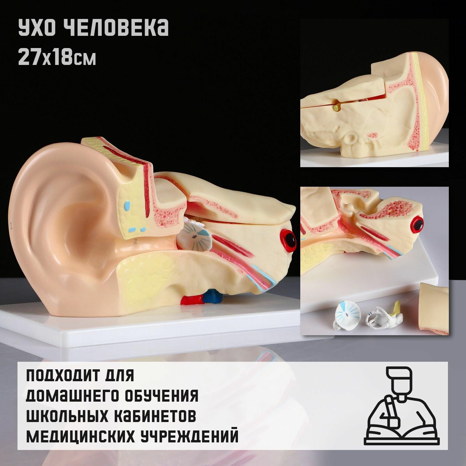 Анатомическая модель Макет уха человека, 27*18 см