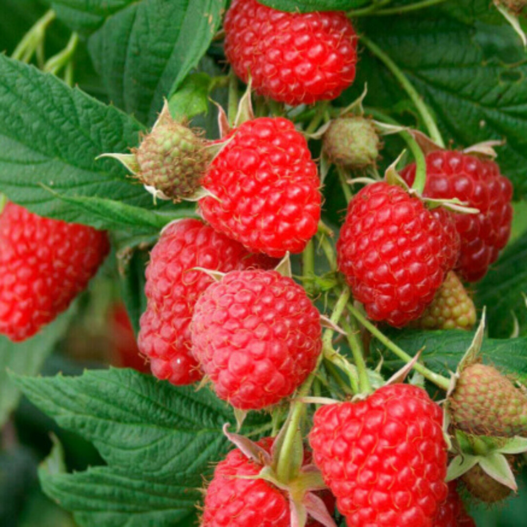 Малина крупноплодная Гордость России / 2 шт, морозостойкий сорт